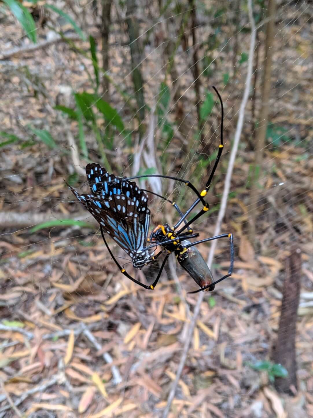 Golden Orb Weaver Spiders - Magnetic Island Tours
